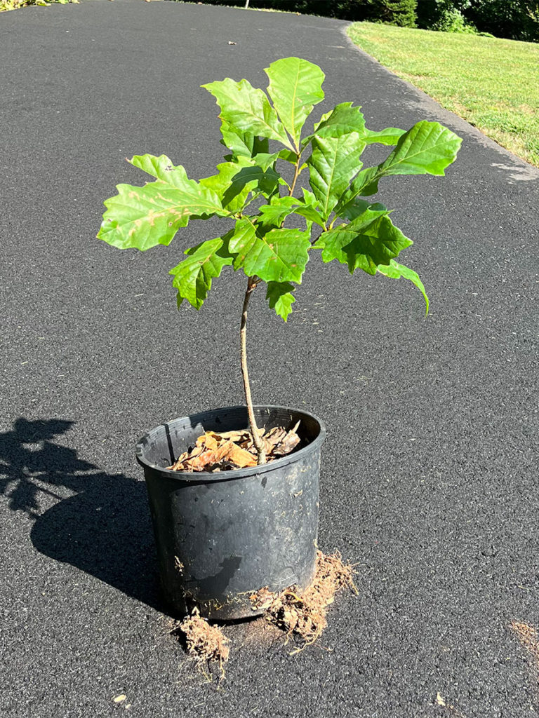 Swamp White Oak – Kindred Spirit® Hybrid Oak