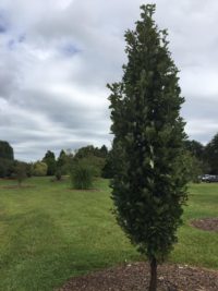 Gallery – Kindred Spirit® Hybrid Oak