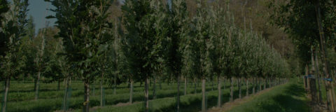 Kindred Spirit® Hybrid Oak – United States Plant Patent # 17604